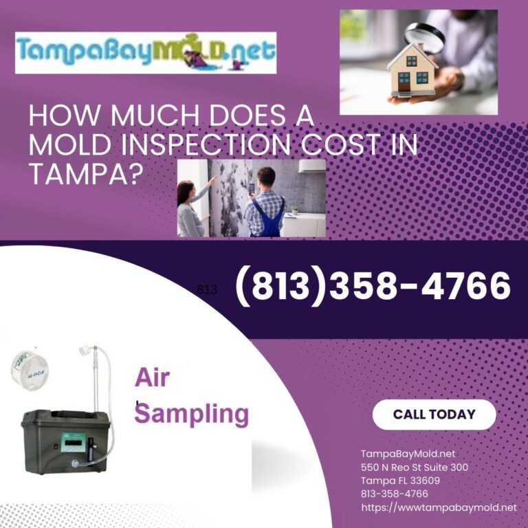 How Much Does A Mold Inspection Cost In Tampa?