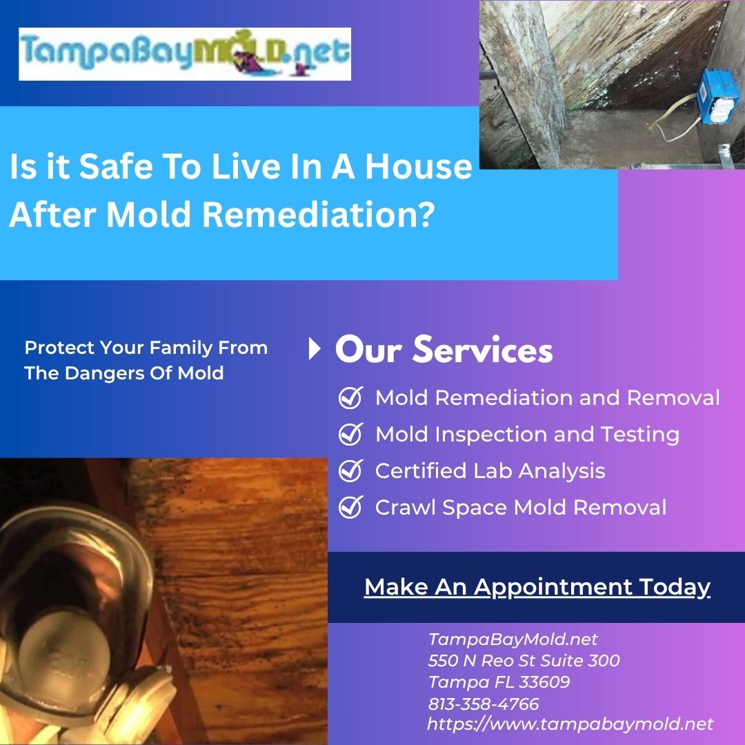 Is it Safe To Live In A House After Mold Remediation?